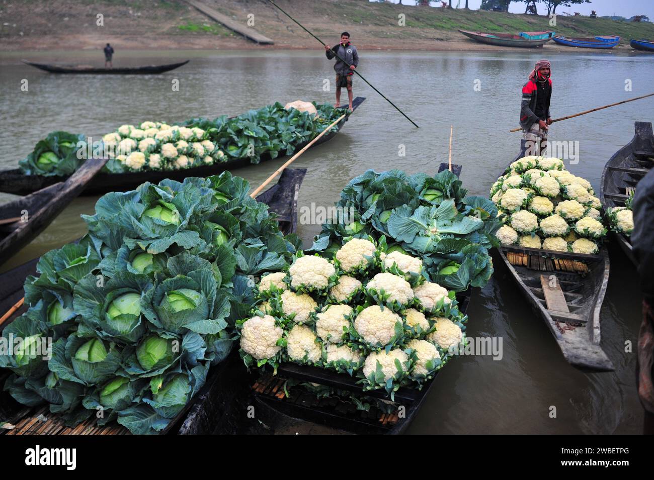 Sylhet-Bangladesh: 10 January 2024 Hundreds of farmers have come from ...