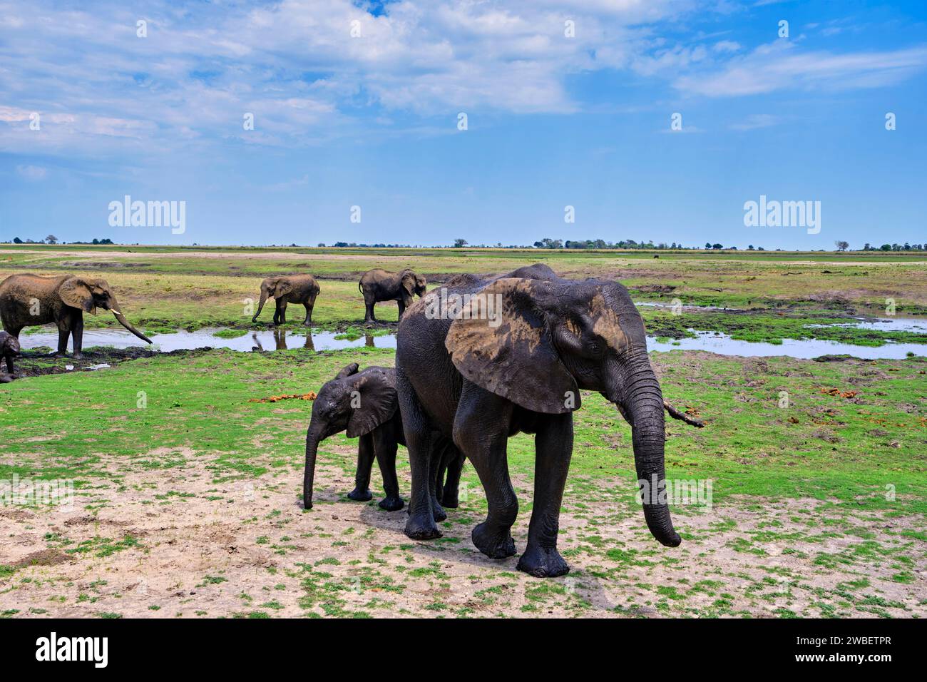 Botswana, North West District, Chobe National Park, wild African ...