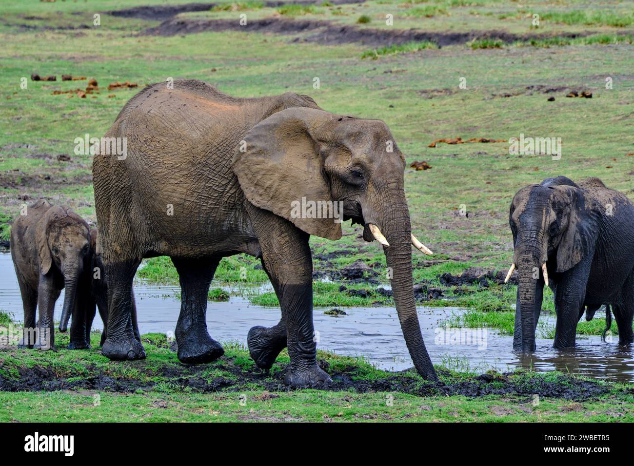 Botswana, North West District, Chobe National Park, wild African ...