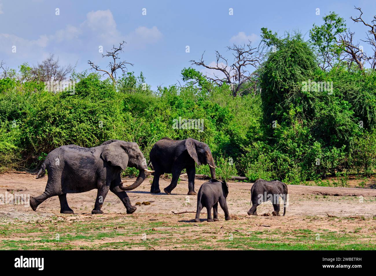 Botswana, North West District, Chobe National Park, wild African ...