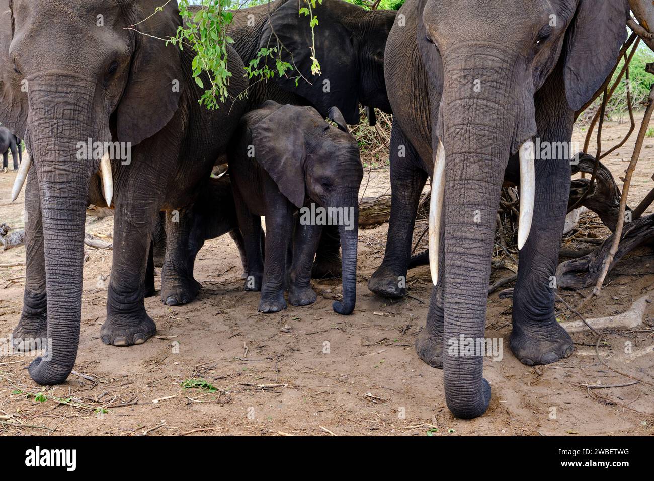 Botswana, North West District, Chobe National Park, wild African ...