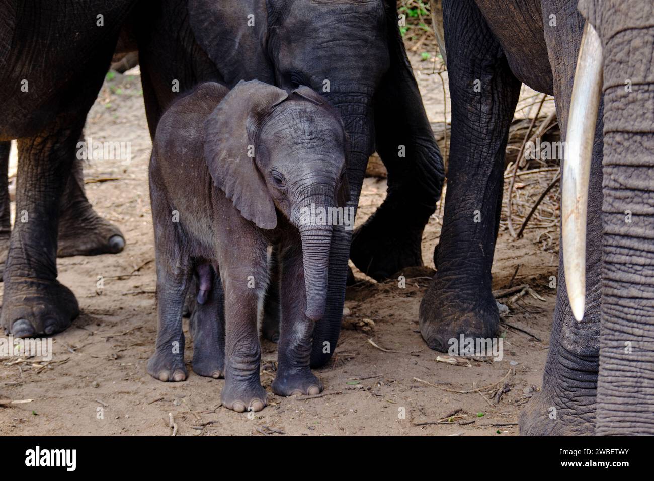 Botswana, North West District, Chobe National Park, wild African ...