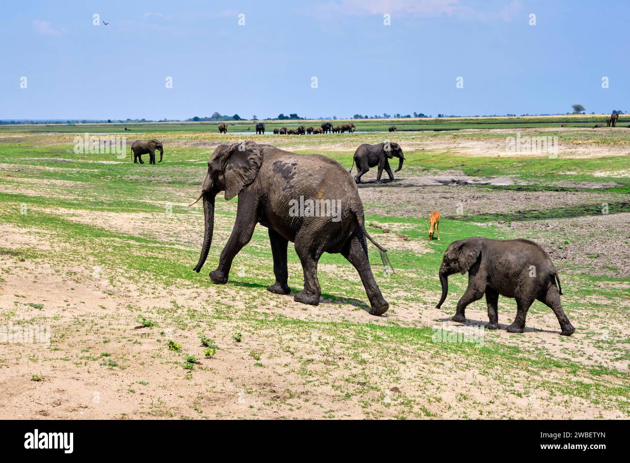 Botswana, North West District, Chobe National Park, wild African ...