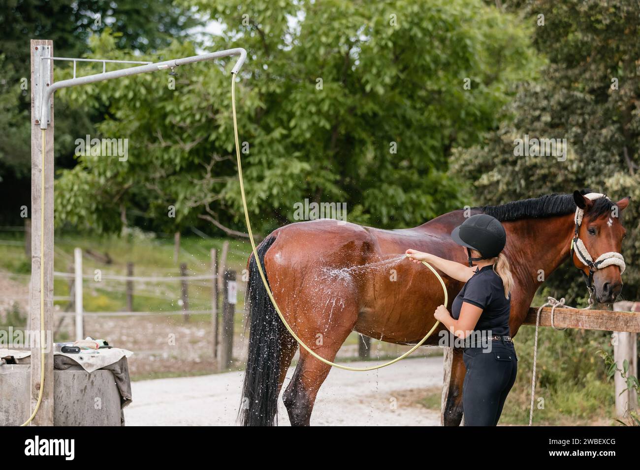 Young woman washing her horse on a farm after ride in summer Stock ...