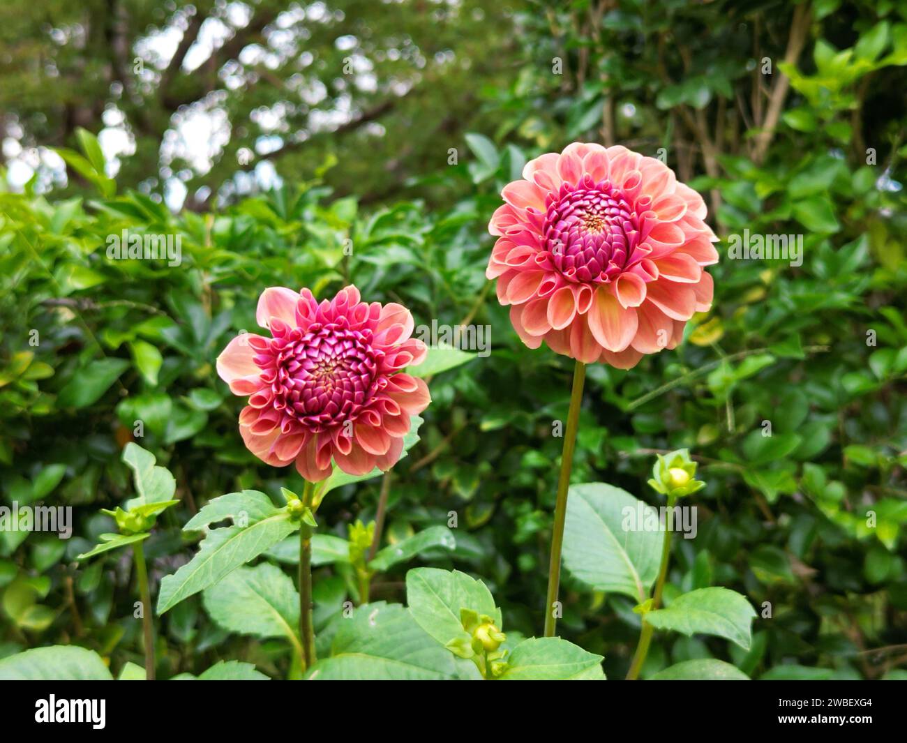 A stunning shot of two vibrant pink Dahlia flowersagainst a backdrop of ...