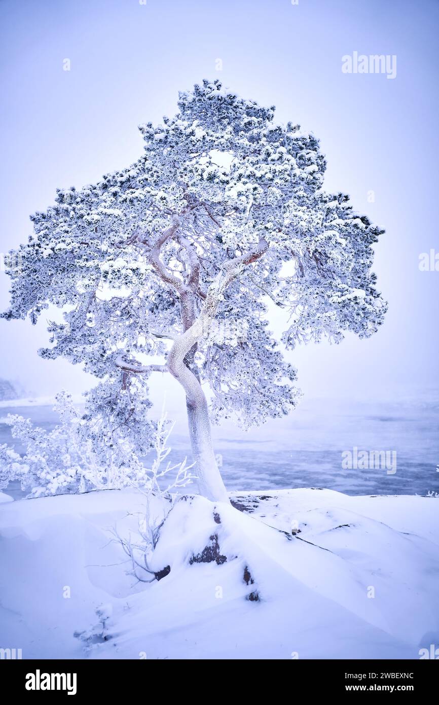 A scenic frosty tree in a snowstorm on seashore Stock Photo - Alamy