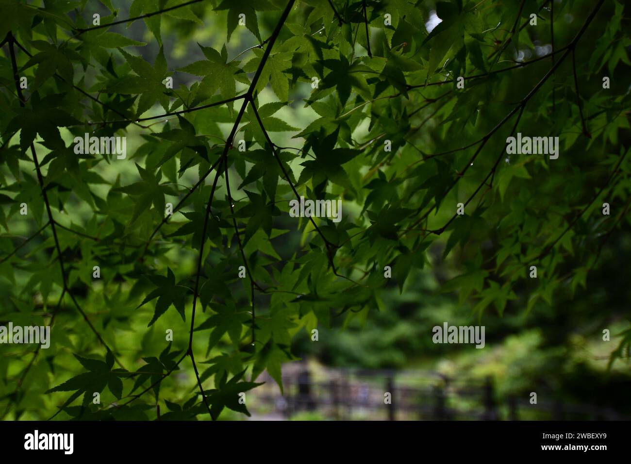 A tree branch stretches out over a tranquil body of water, with lush ...