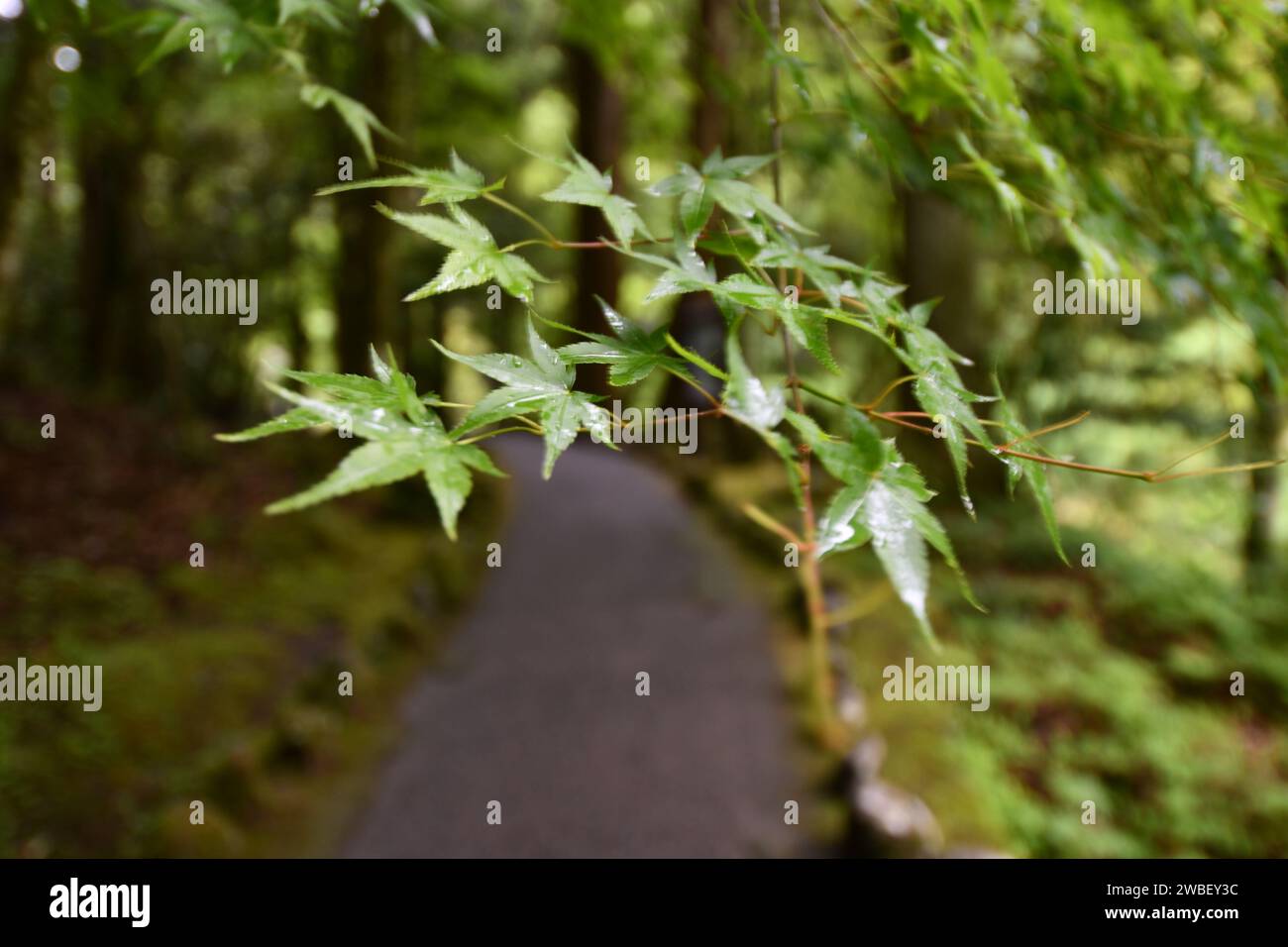 A scenic pathway lined with lush green trees in a peaceful forest ...