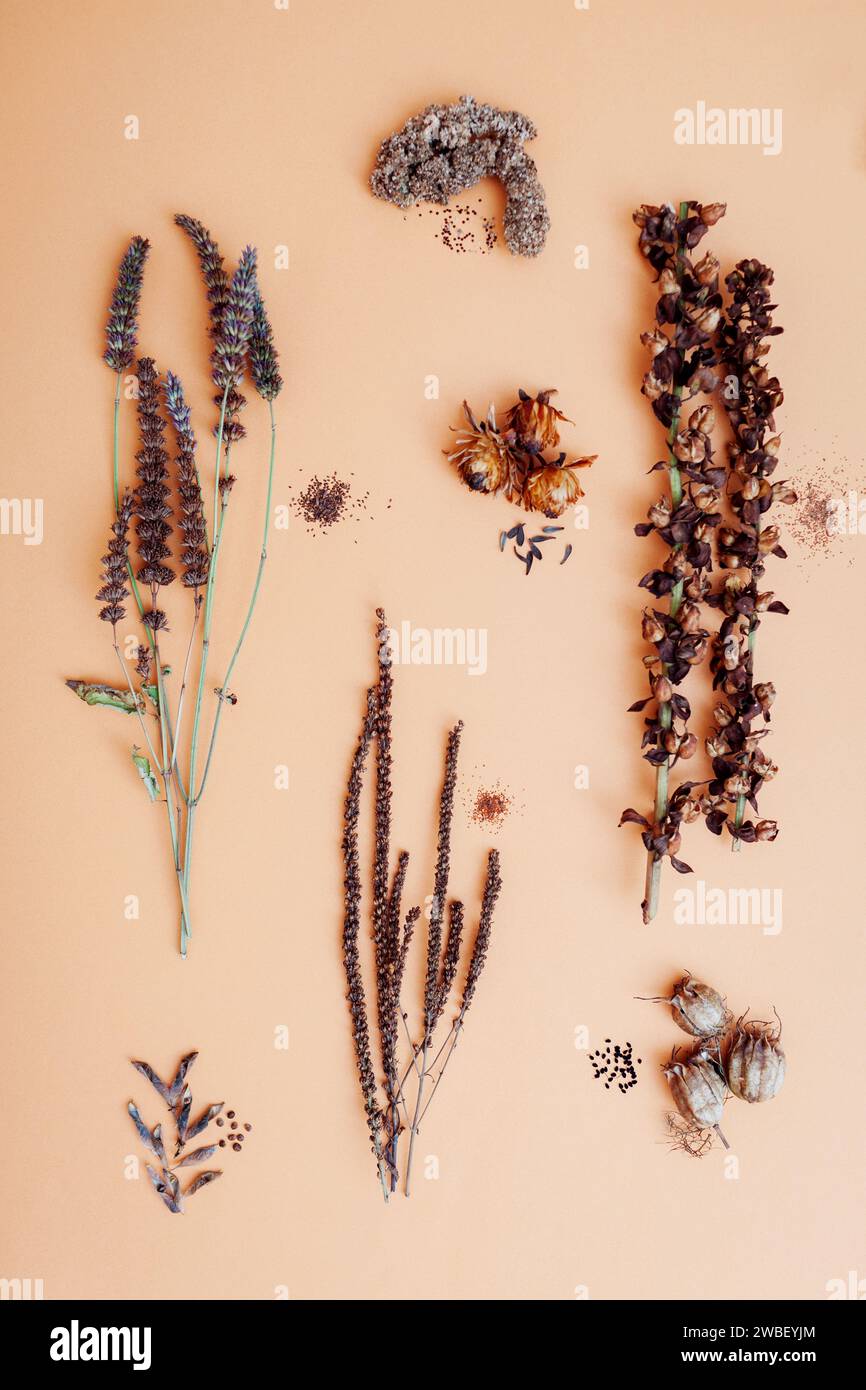 Flat lay of flower seeds mix. Collecting dry seedpods of foxglove ...