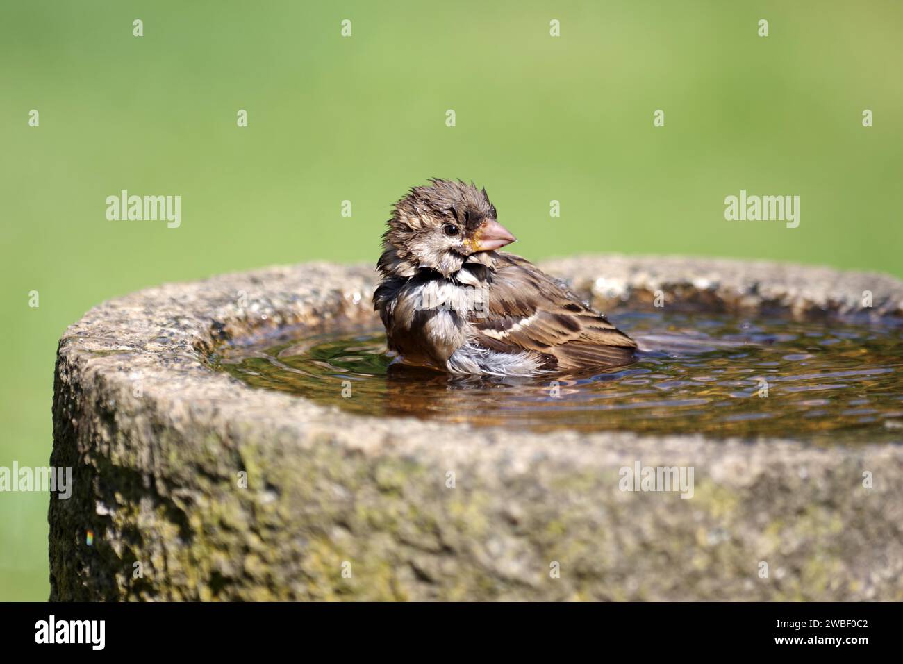 House sparrow (Passer domesticus), female, songbird, bird bath, water ...