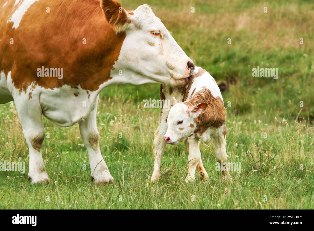 Mother cow takes care of her newborn Stock Photo - Alamy
