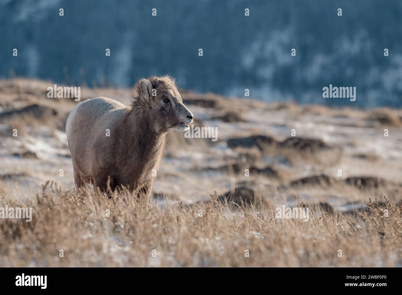 Rocky Mountain Bighorn Sheep Lamb, Jasper National Park, Canadian Rocky ...