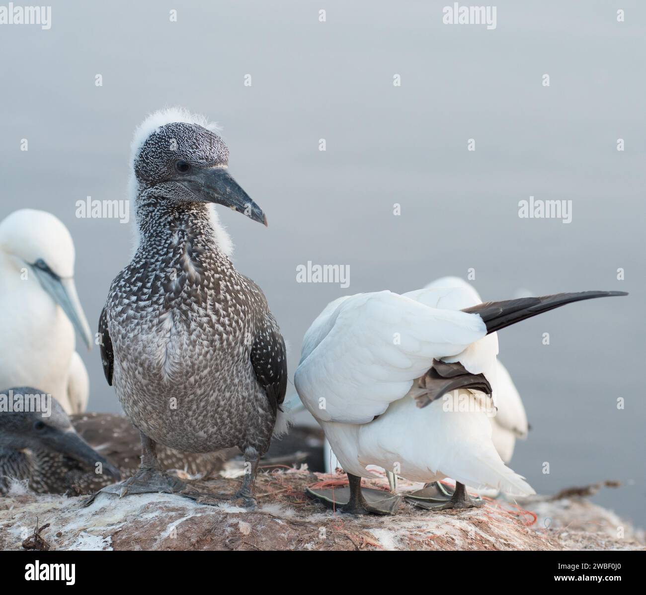 Three northern gannet (Morus bassanus) on a rock, juvenile in dark ...