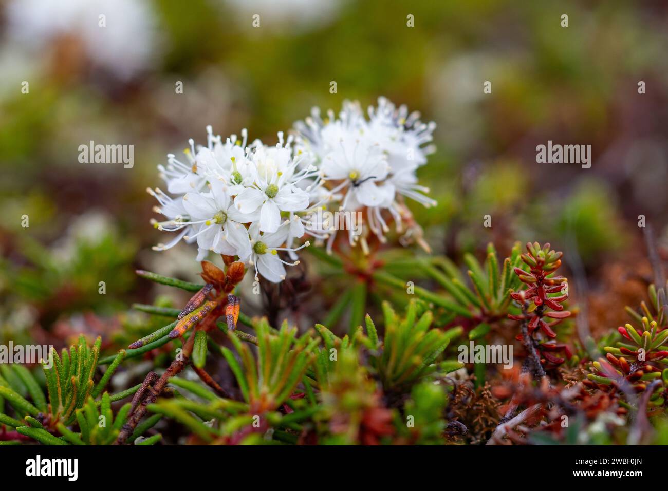 Canada muskeg swamp hi-res stock photography and images - Alamy