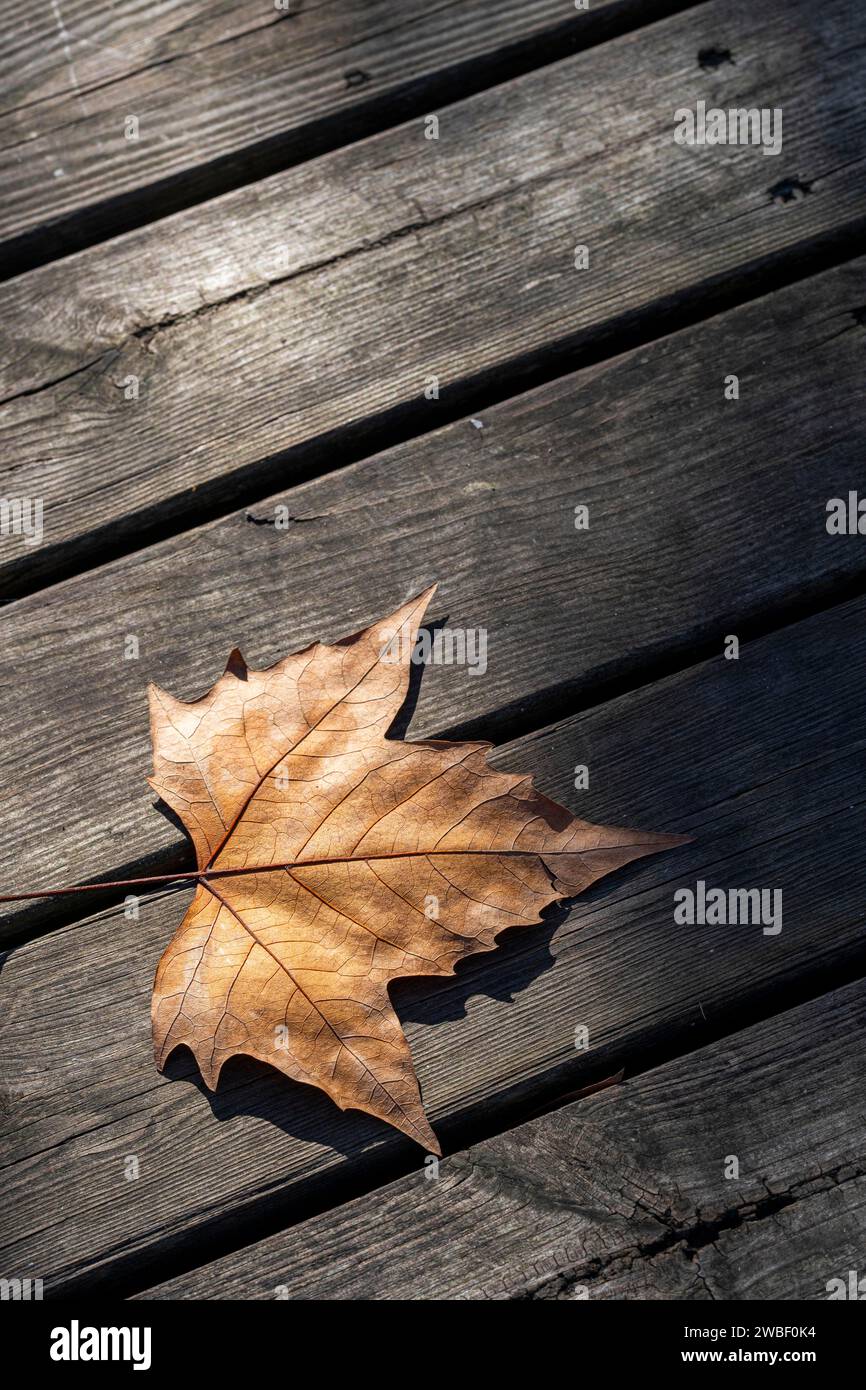 Autumn leaf seen from above on a rustic wooden slats background Stock ...