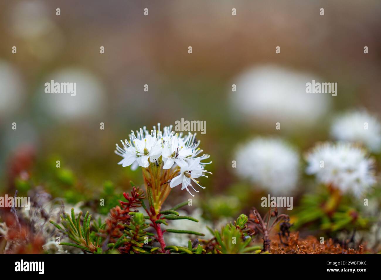 Labrador tea plant hi-res stock photography and images - Alamy