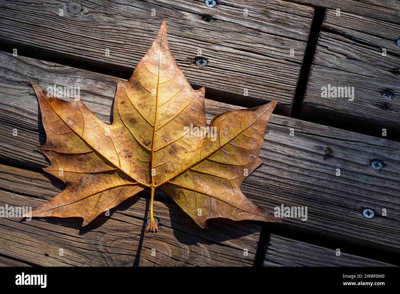 Autumn leaf seen from above on a rustic wooden slats background Stock ...