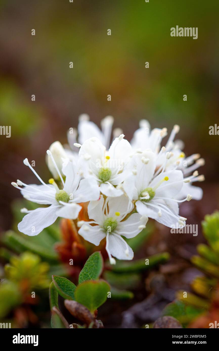 Close-up of bog Labrador tea flower or Rhododendron groenlandicum ...