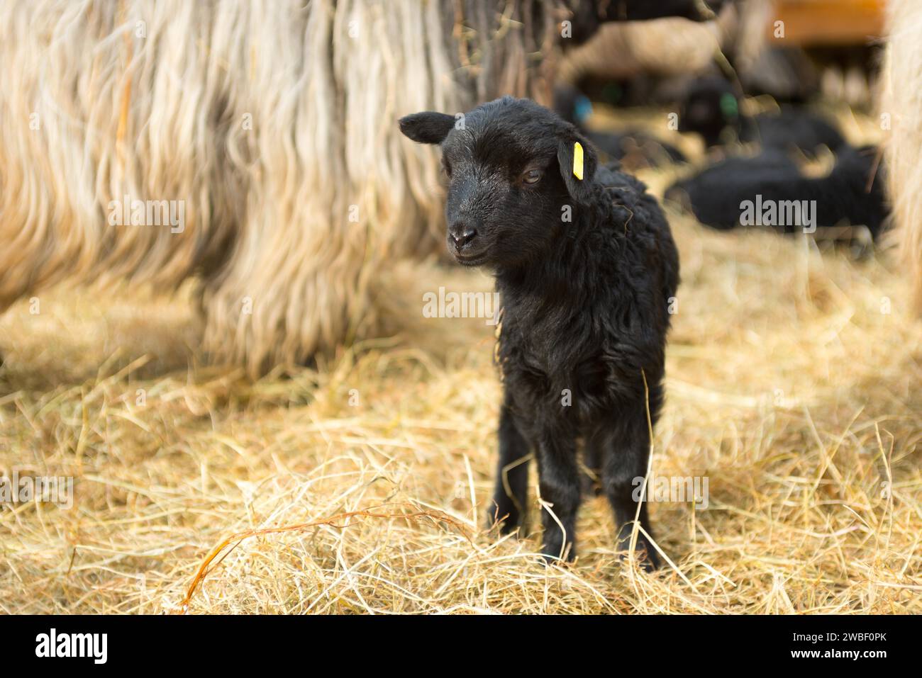 Grey horned Heidschnucke moorland sheep (Ovis gmelini aries), breed of ...