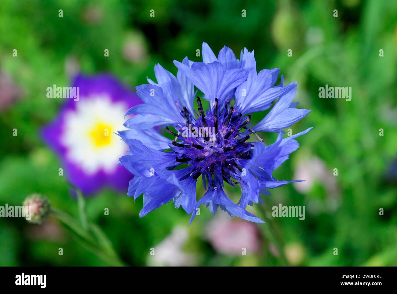 Cornflower (Centaurea cyanus), flowering meadow, Baden-Wuerttemberg ...