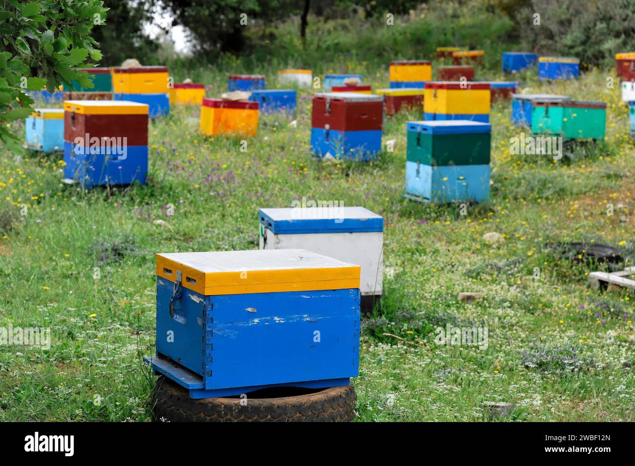 Crete insect hi-res stock photography and images - Alamy