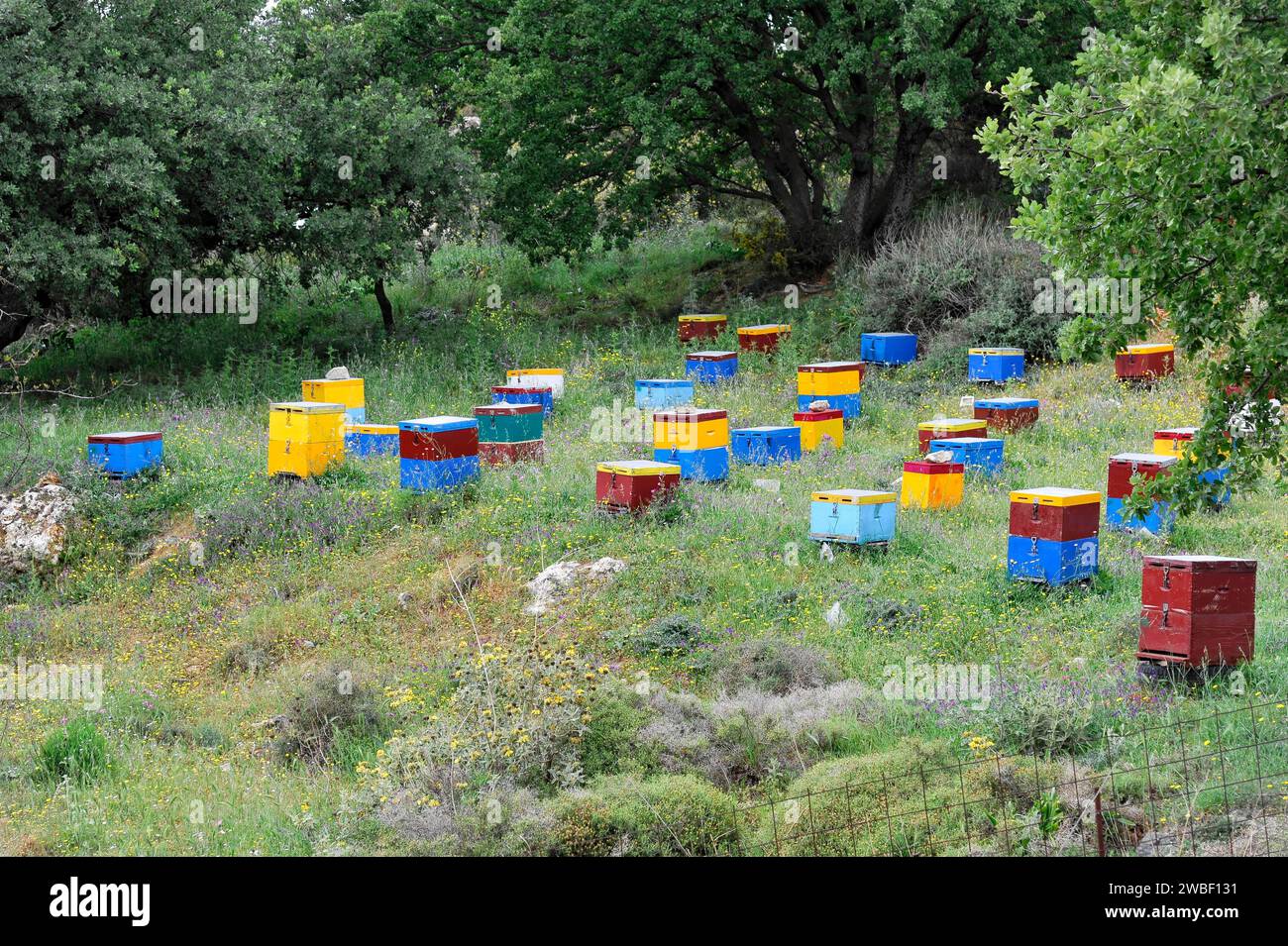Crete insect hi-res stock photography and images - Alamy