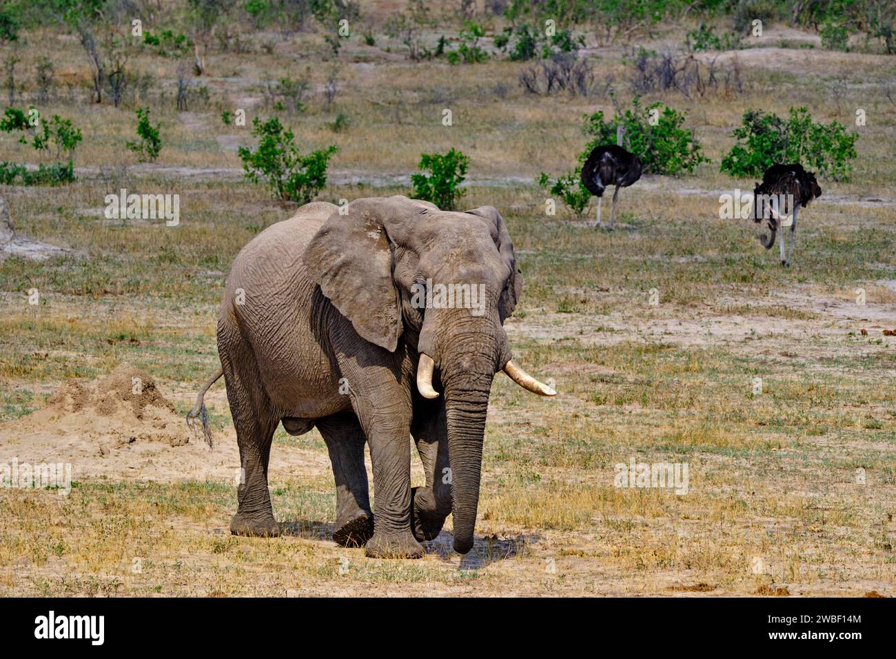 Zimbabwe, Matabeleland North, province, Hwange national park, wild ...