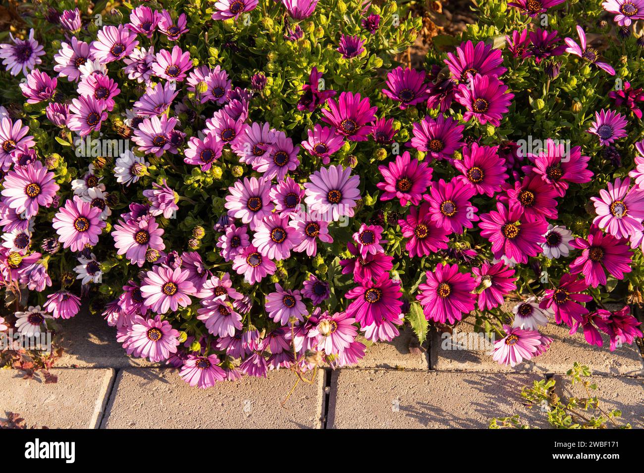 Purple daisy plant hi-res stock photography and images - Alamy