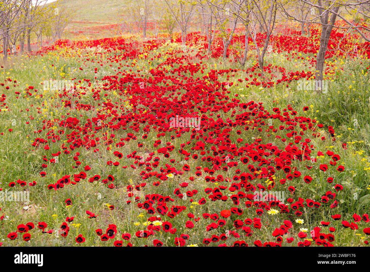 Beautiful poppy field in spring. Azerbaijan Stock Photo - Alamy
