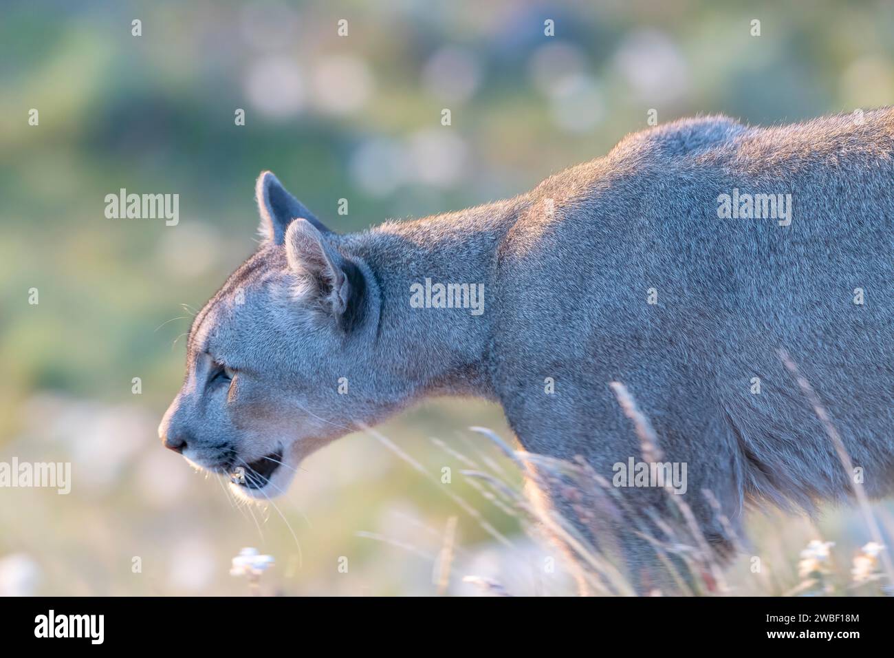 Cougar (Cougar concolor), silver lion, mountain lion, cougar, panther ...