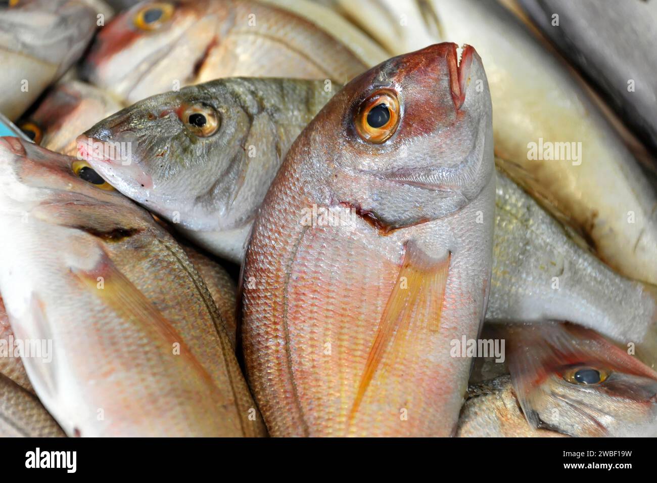 Seafood, fish for sale, Agios Nikolaos, Crete, Greece Stock Photo - Alamy