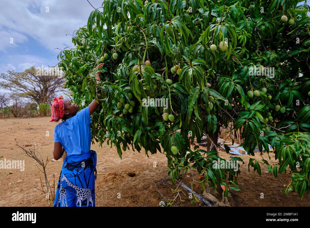 Zimbabwe, Matabeleland North, village near Hwange, picking mangoes with ...