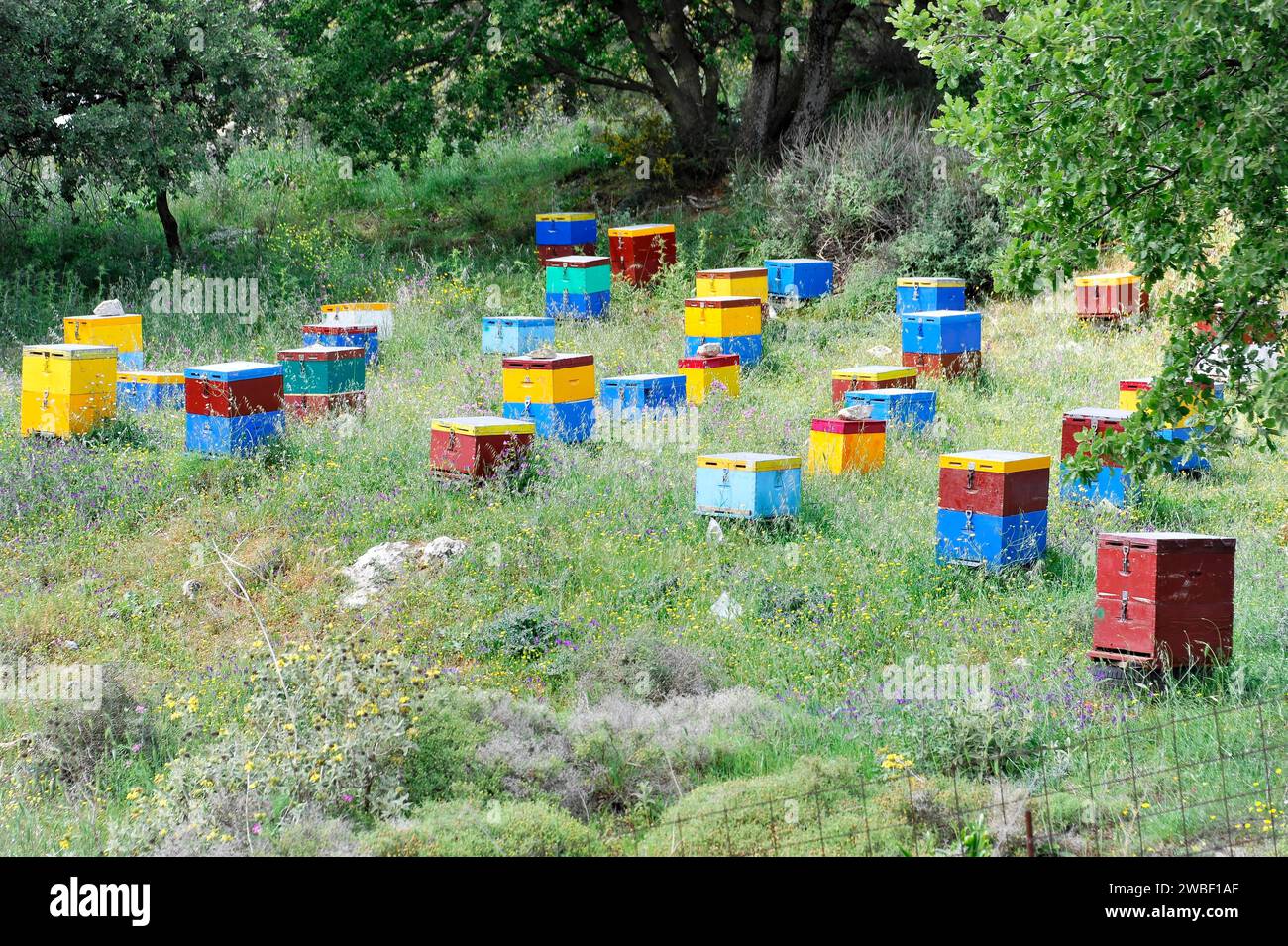 Crete insect hi-res stock photography and images - Alamy