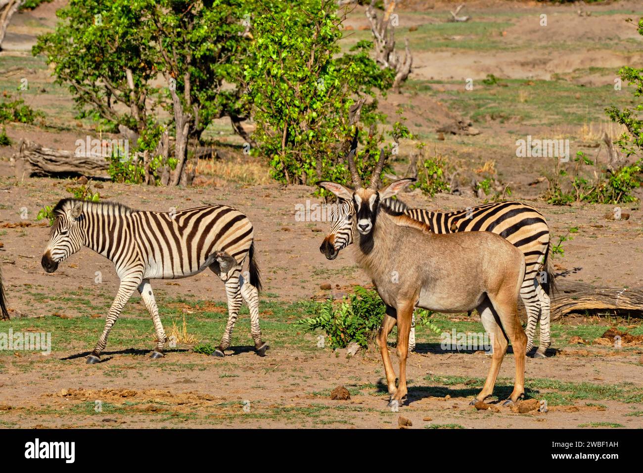 Zimbabwe, Matabeleland North, province, Hwange national park, Zebras ...