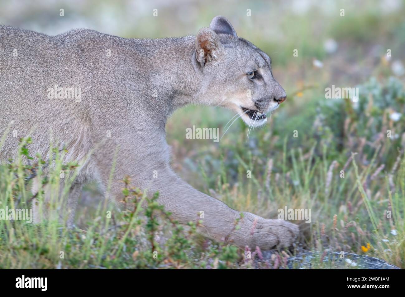 Cougar (Cougar concolor), silver lion, mountain lion, cougar, panther ...
