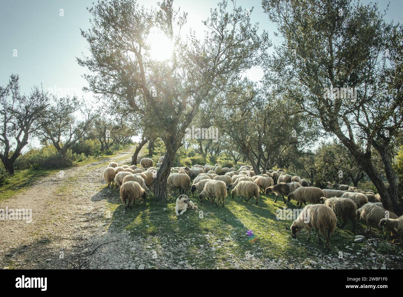 Sheep olive tree hi-res stock photography and images - Alamy