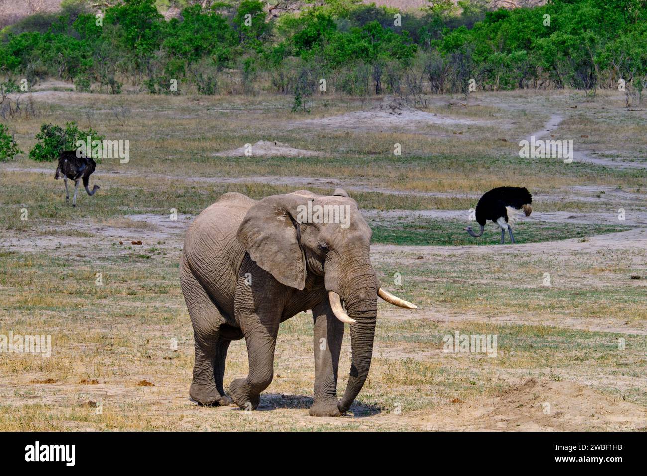 Zimbabwe, Matabeleland North, province, Hwange national park, wild ...