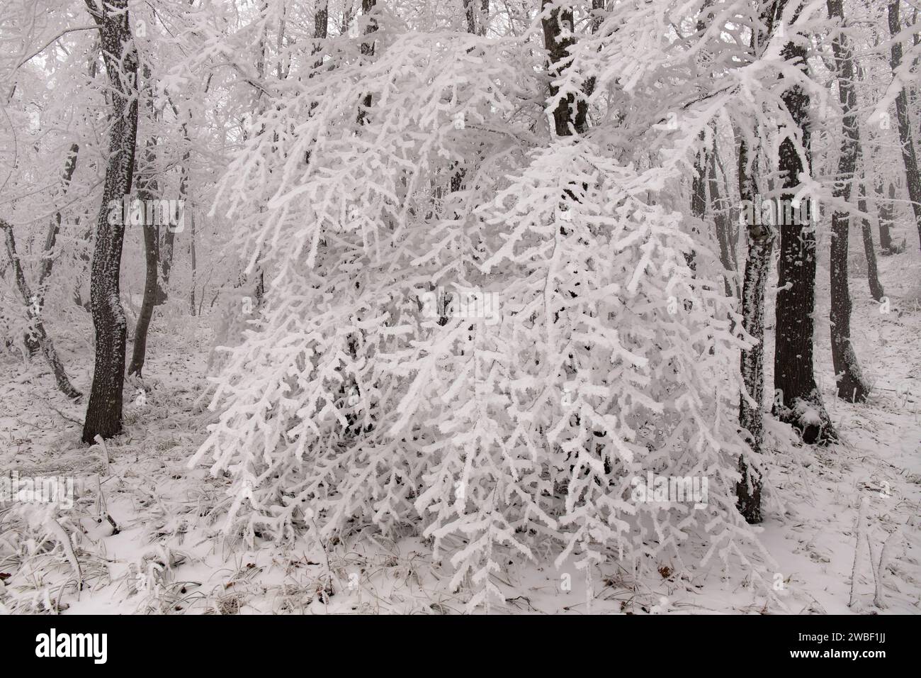 Snow white story hi-res stock photography and images - Alamy