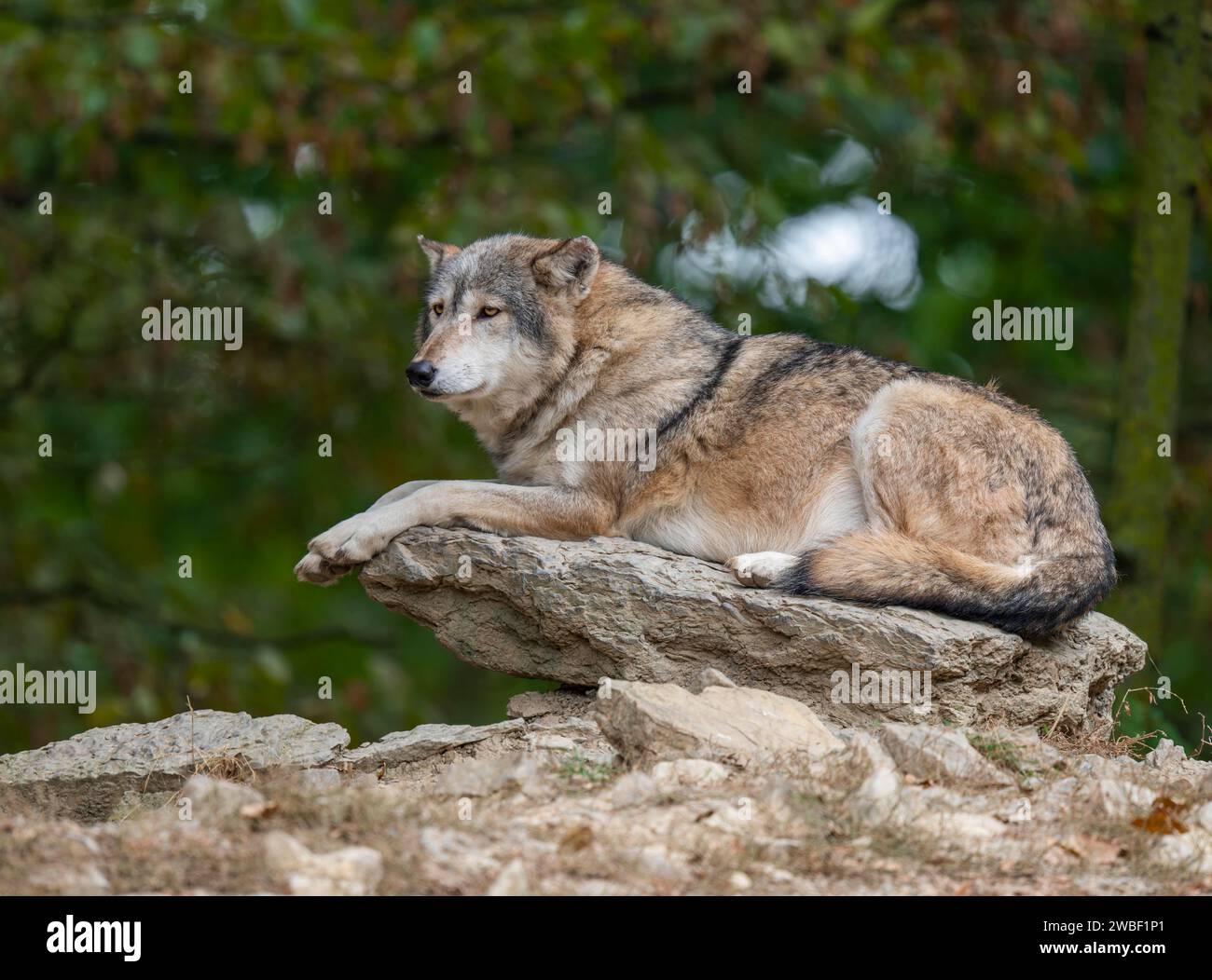 Gray wolf (Canis lupus) lying on a rock, captive, Germany Stock Photo ...