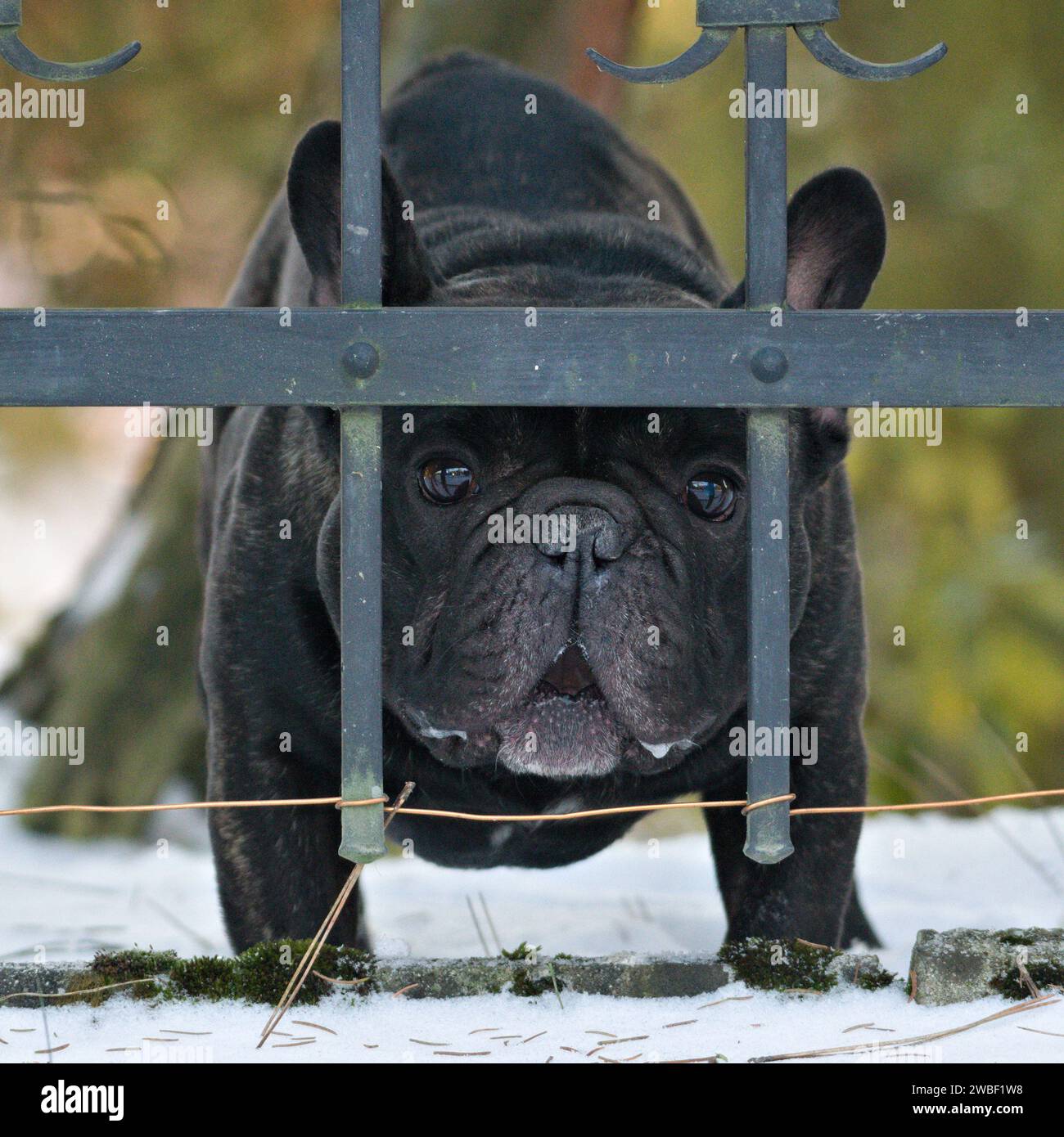 Doggy freedom hi-res stock photography and images - Alamy