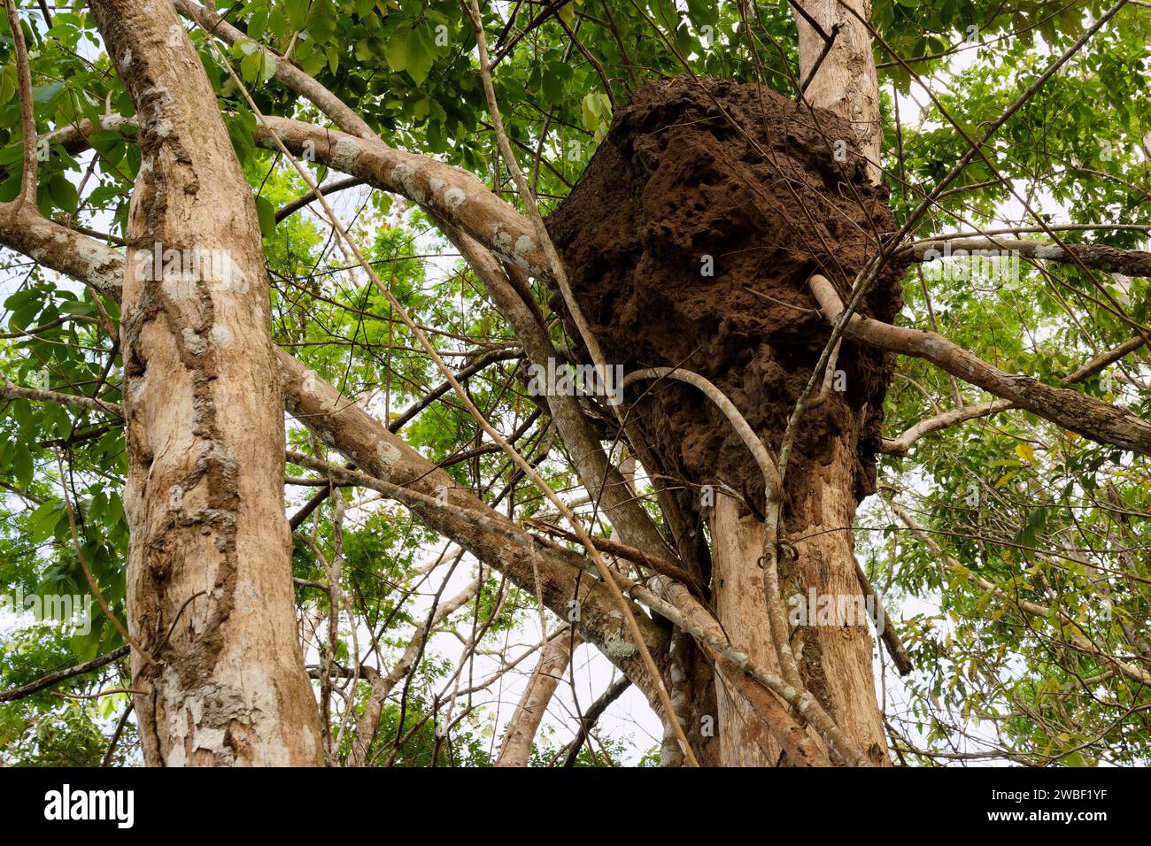 Termite Mound in a tree in the flooded forest, Amazonas state, Brazil ...