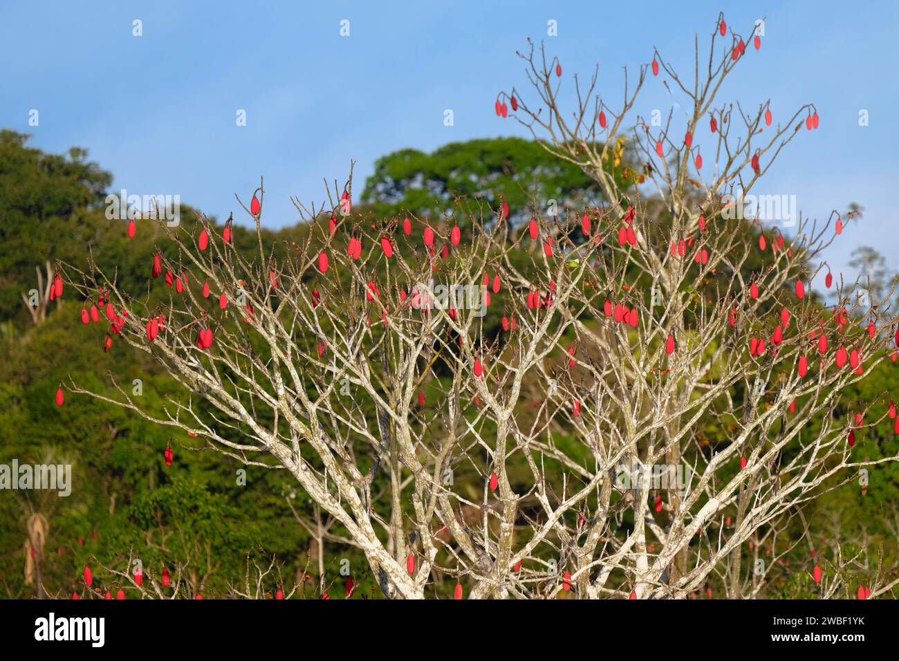 Brazilian kapok tree, Chorisia speciosa, Amazonas state, Brazil Stock ...