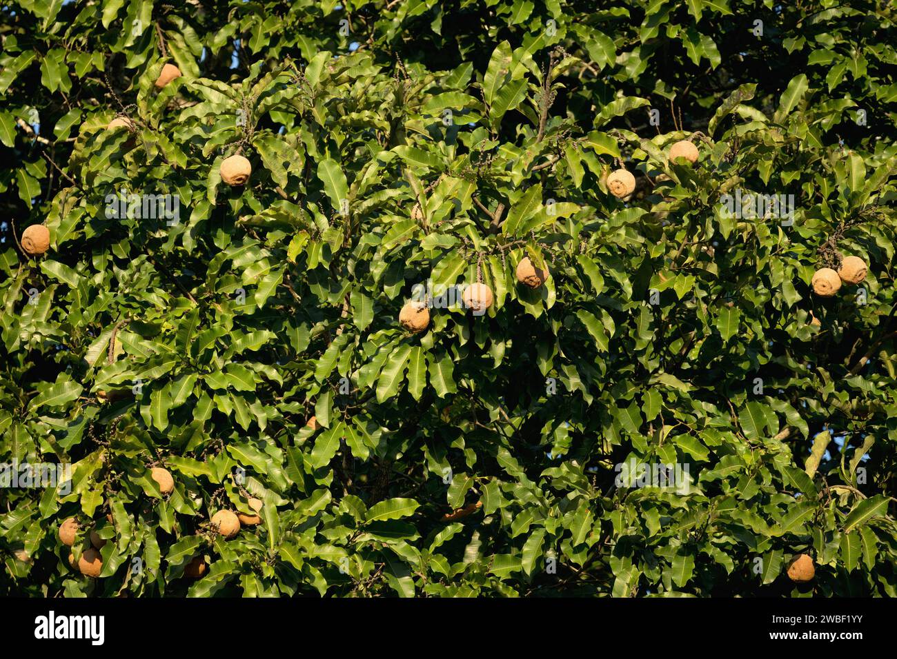 Brazil nuts or Amazon almond tree, Bertholletia excelsa, Amazonas state ...