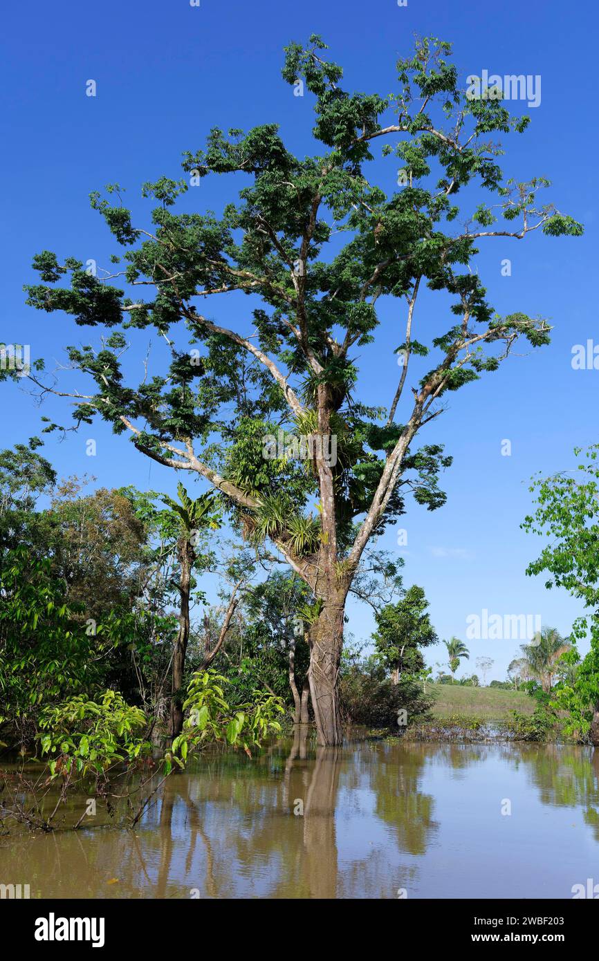 Trees in the flooded forest, Amazonas state, Brazil Stock Photo - Alamy