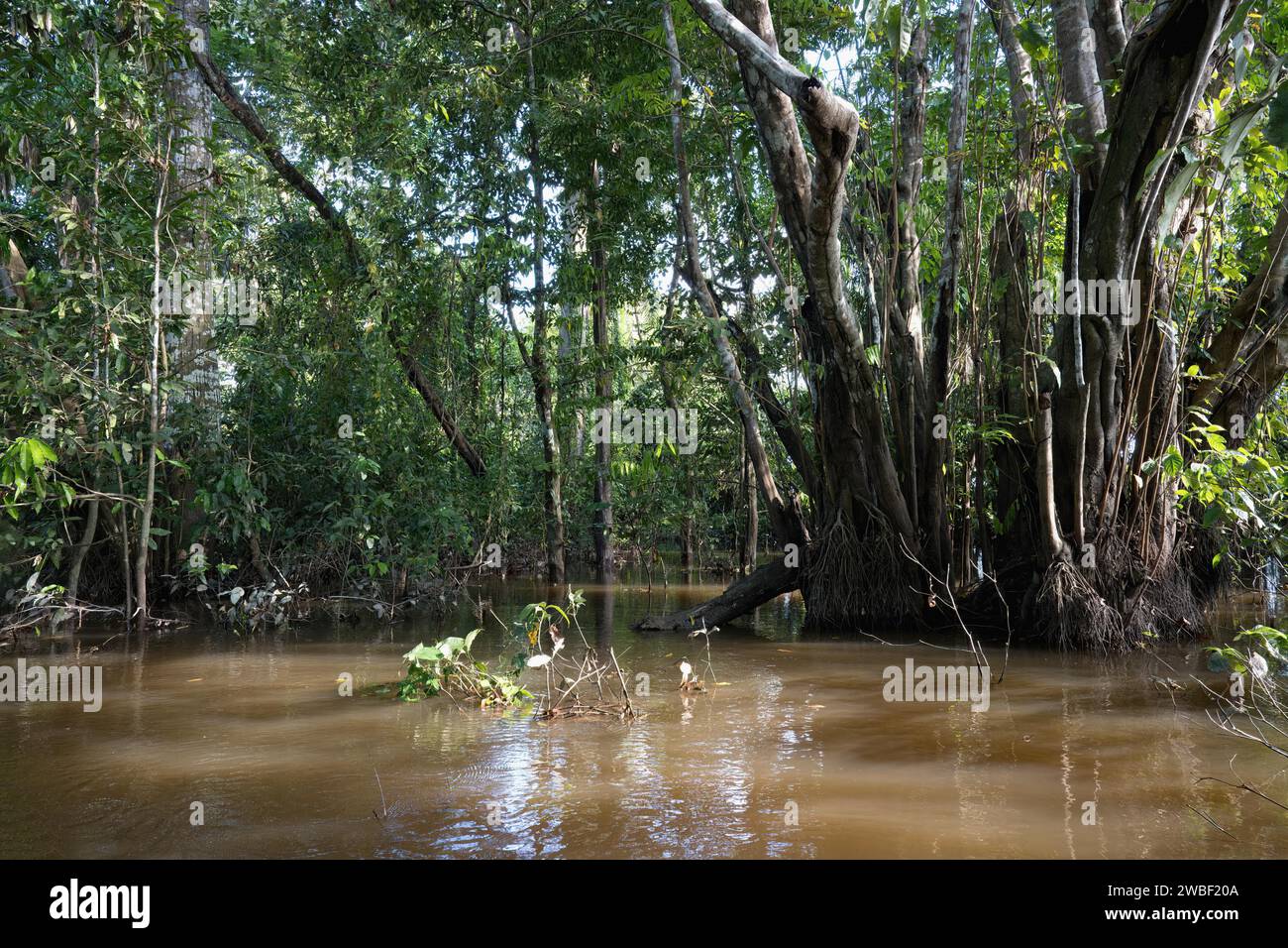 Flooded Rainforest trees, Amazonas state, Brazil Stock Photo - Alamy