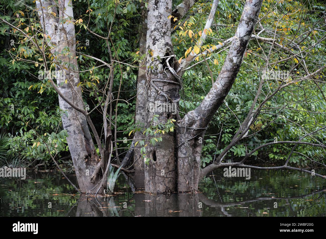 Giant rainforest tree in the flooded forest, Amazonas state, Brazil ...