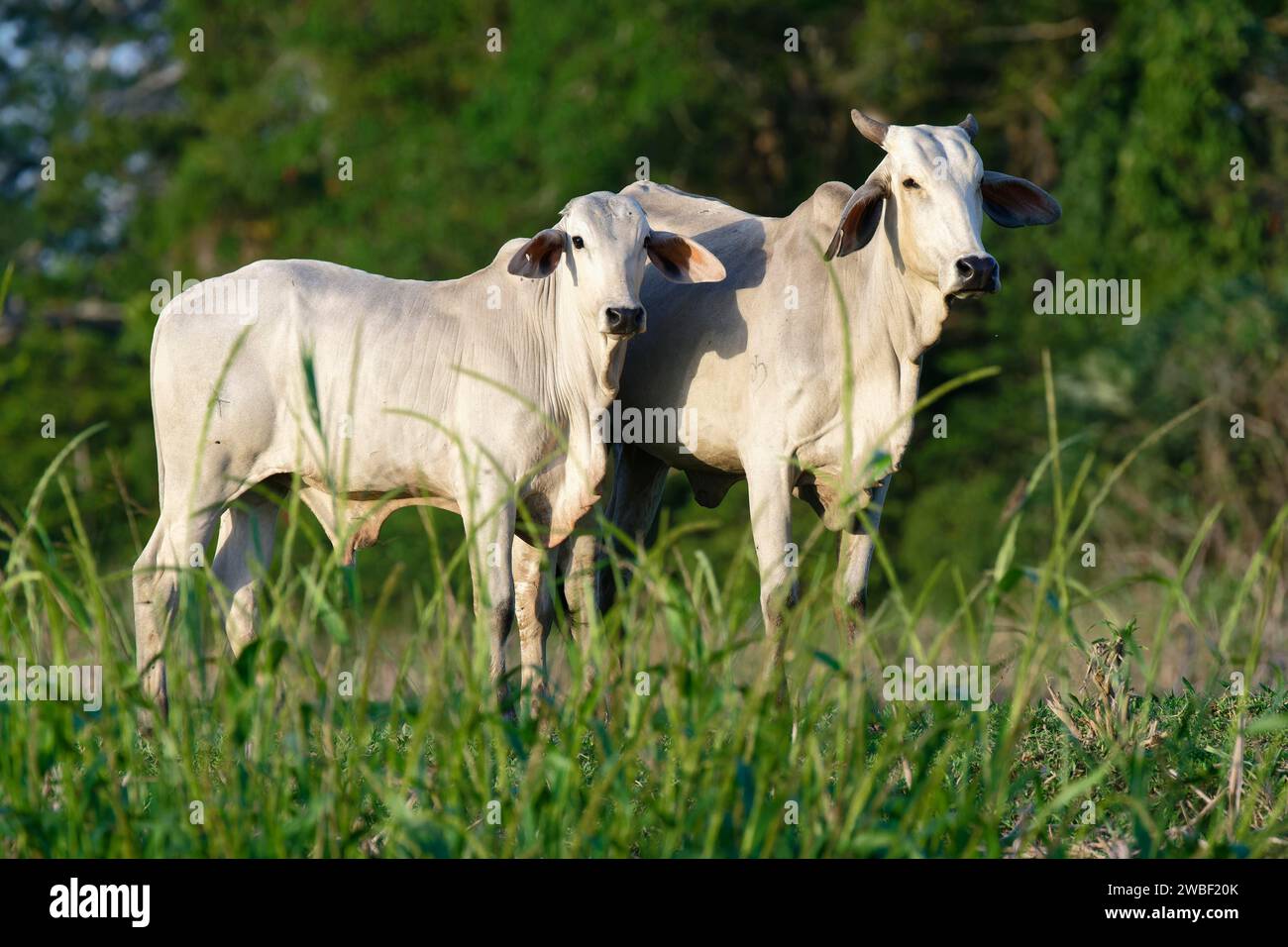 Brazilian cows hi-res stock photography and images - Alamy