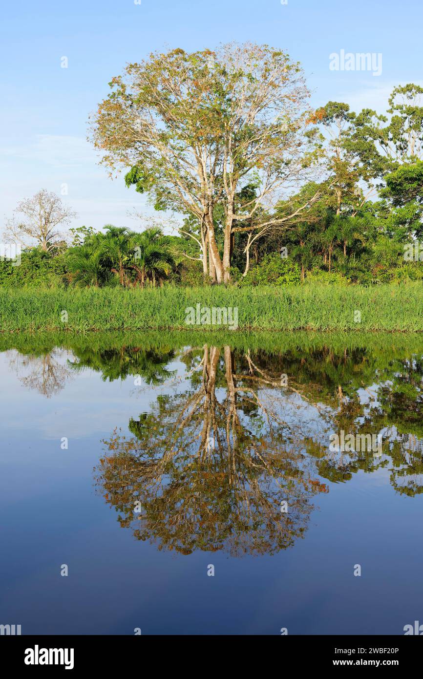 Trees reflecting in an Amazon tributary, Amazonas state, Brazil Stock ...