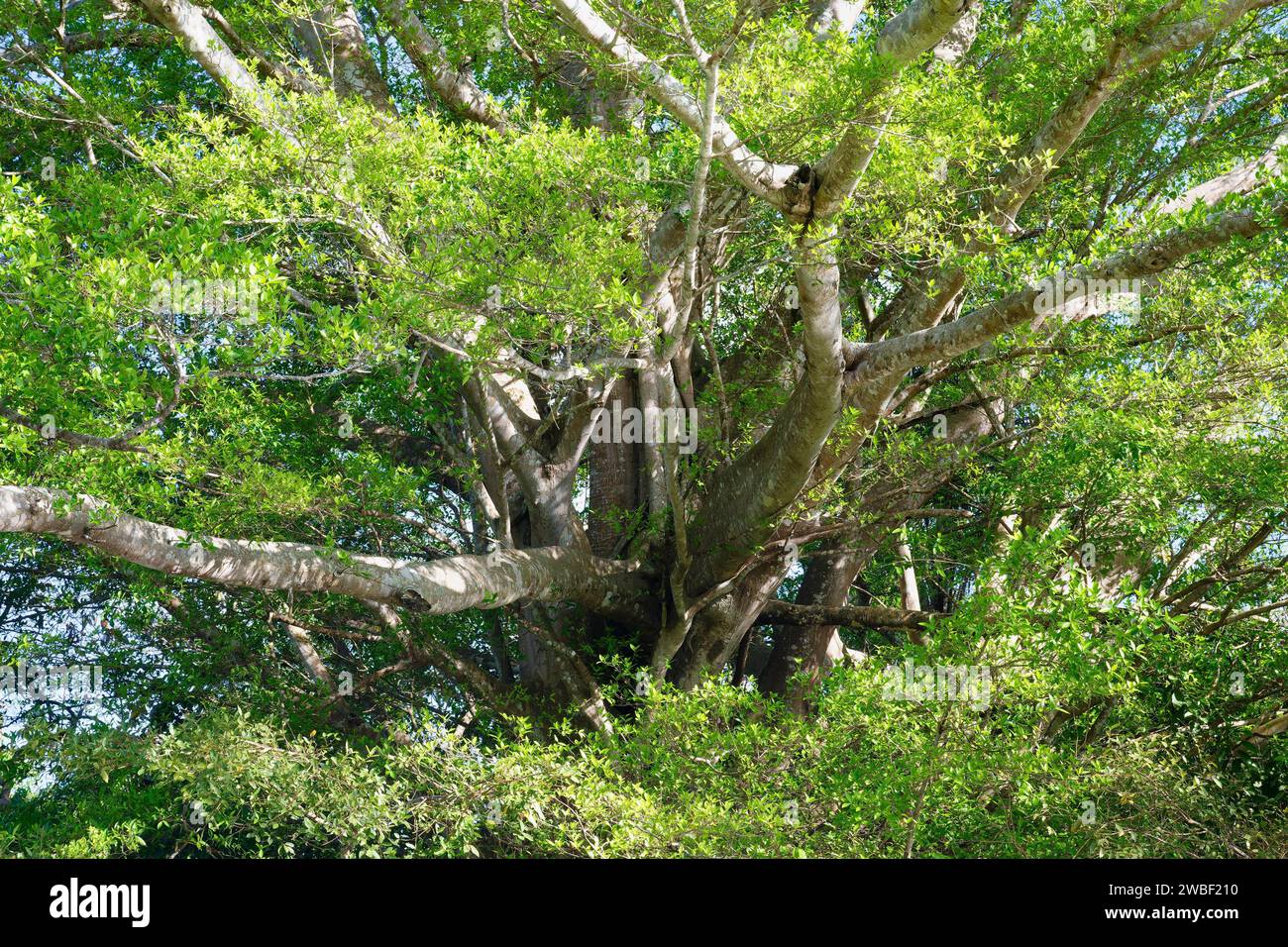 Giant fig tree hi-res stock photography and images - Alamy