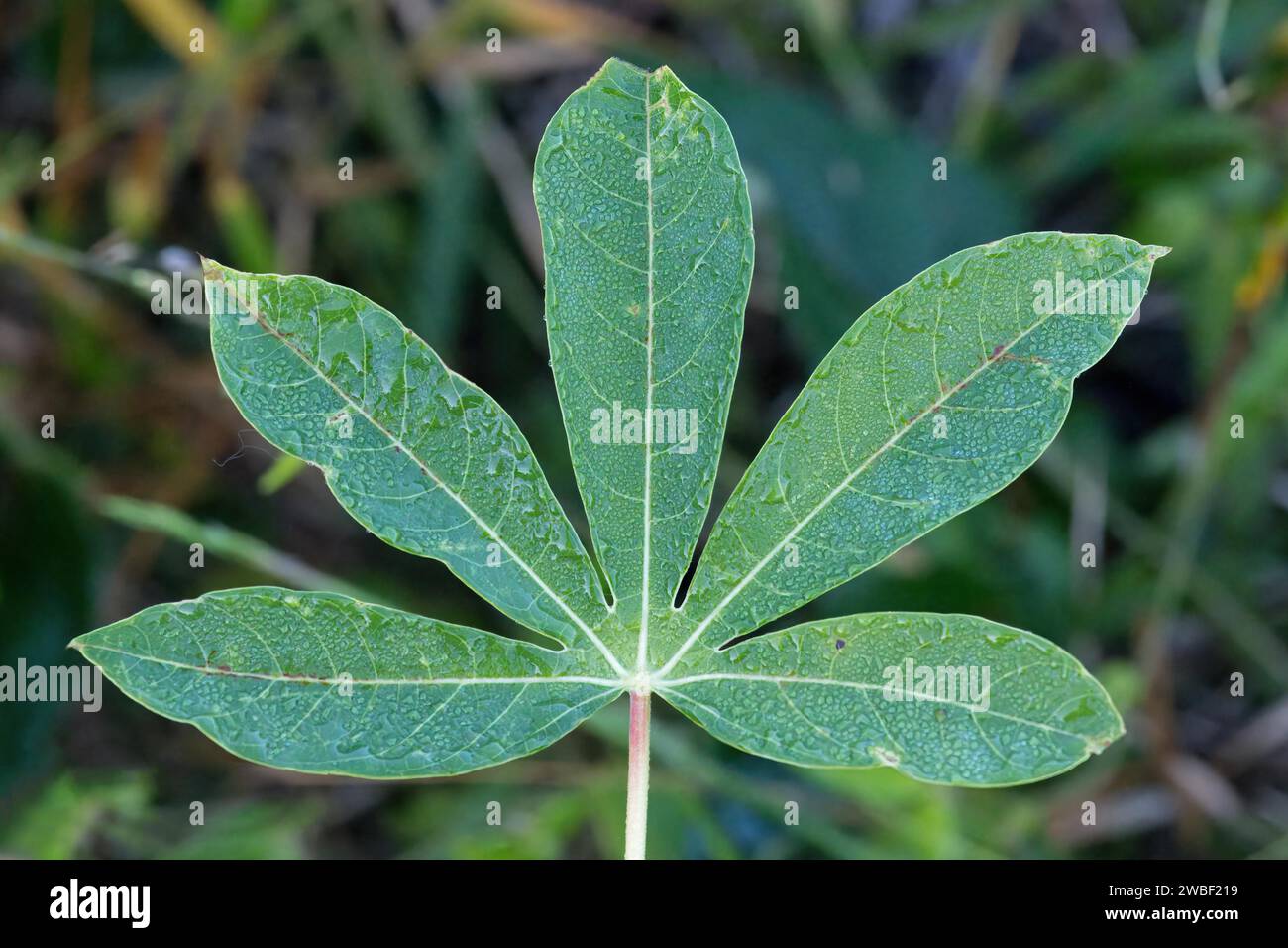 Cassava leaves, Manihot esculenta, Amazonian rainforest, Amazonas state ...
